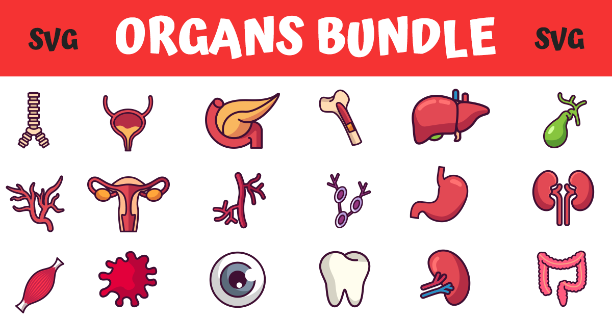Medical Organs Bundle Bundle · Creative Fabrica