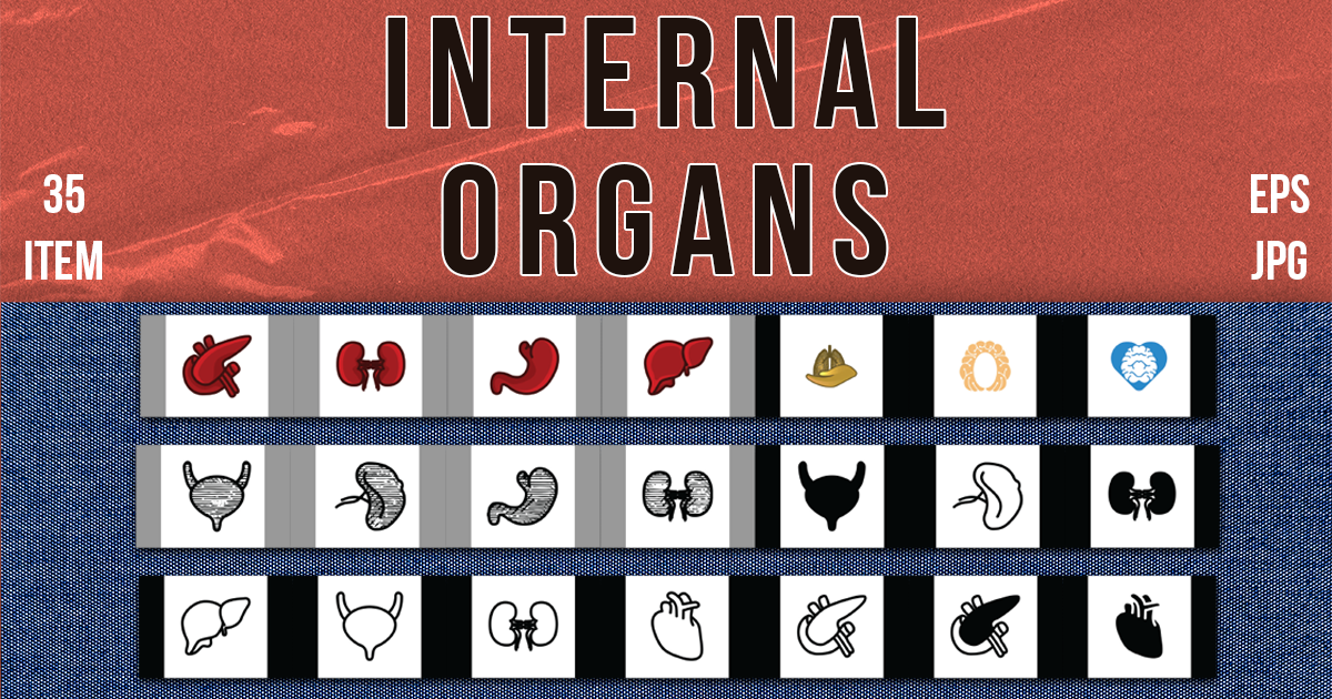 Internal Organs Bundle Bundle · Creative Fabrica